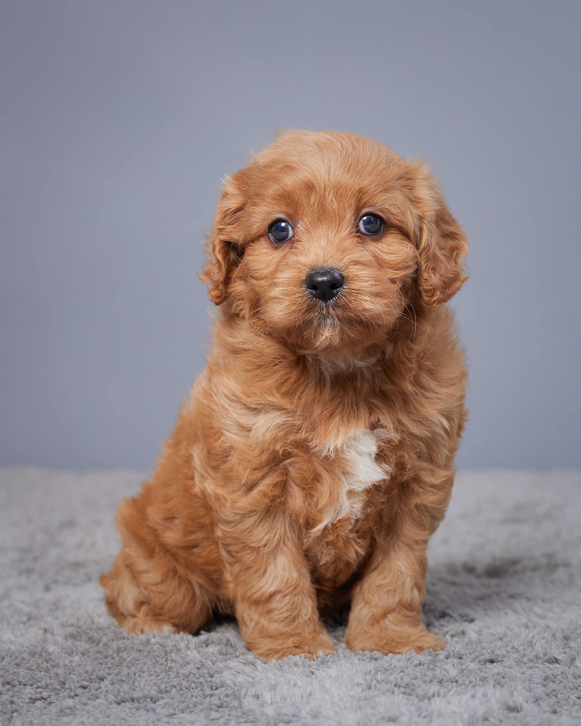 Arya The Cava-Poo - ARK Puppies