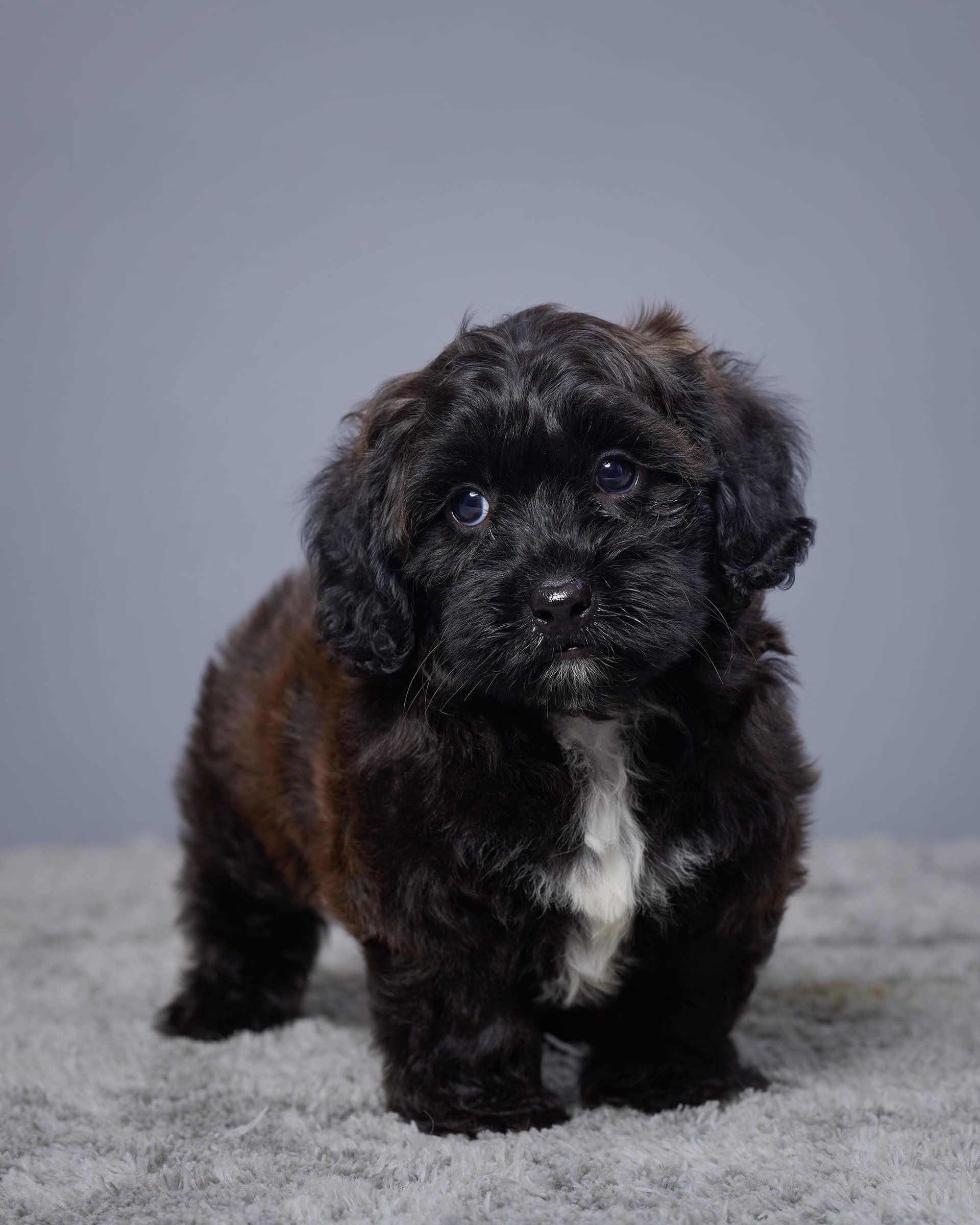 Bandit The Shi-Poo - ARK Puppies