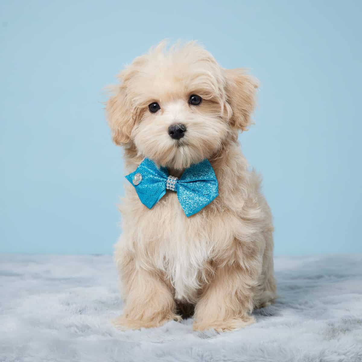 Find Your Perfect Companion at ARK Puppies