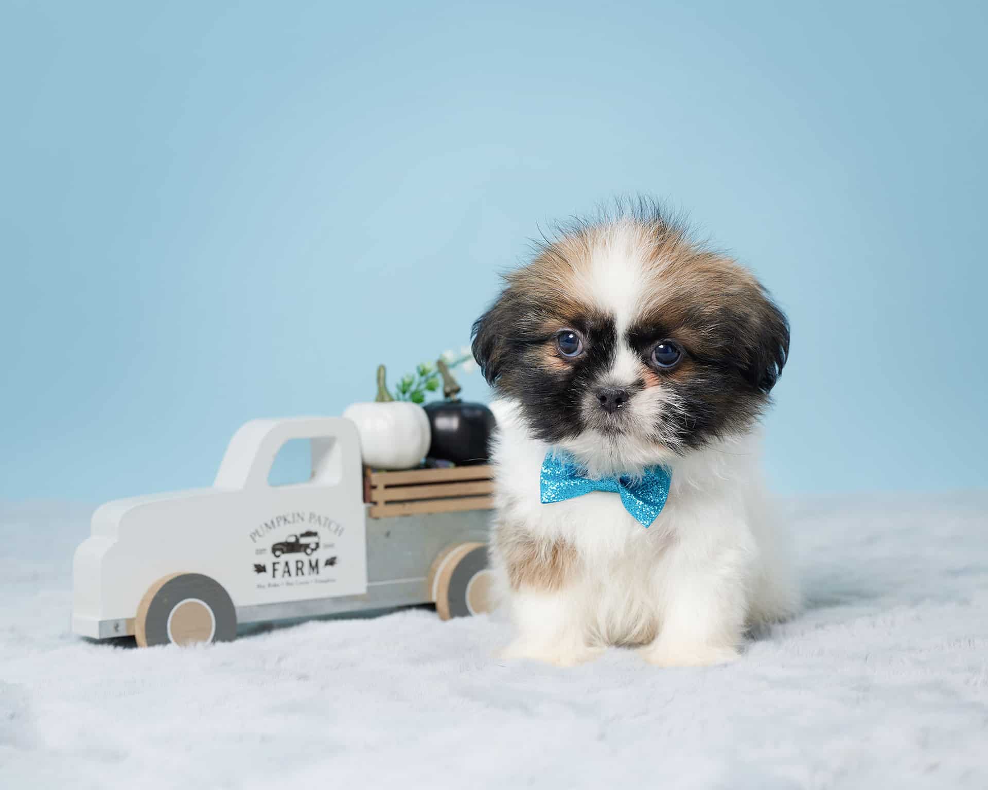 Mario The Shihtzu - ARK Puppies