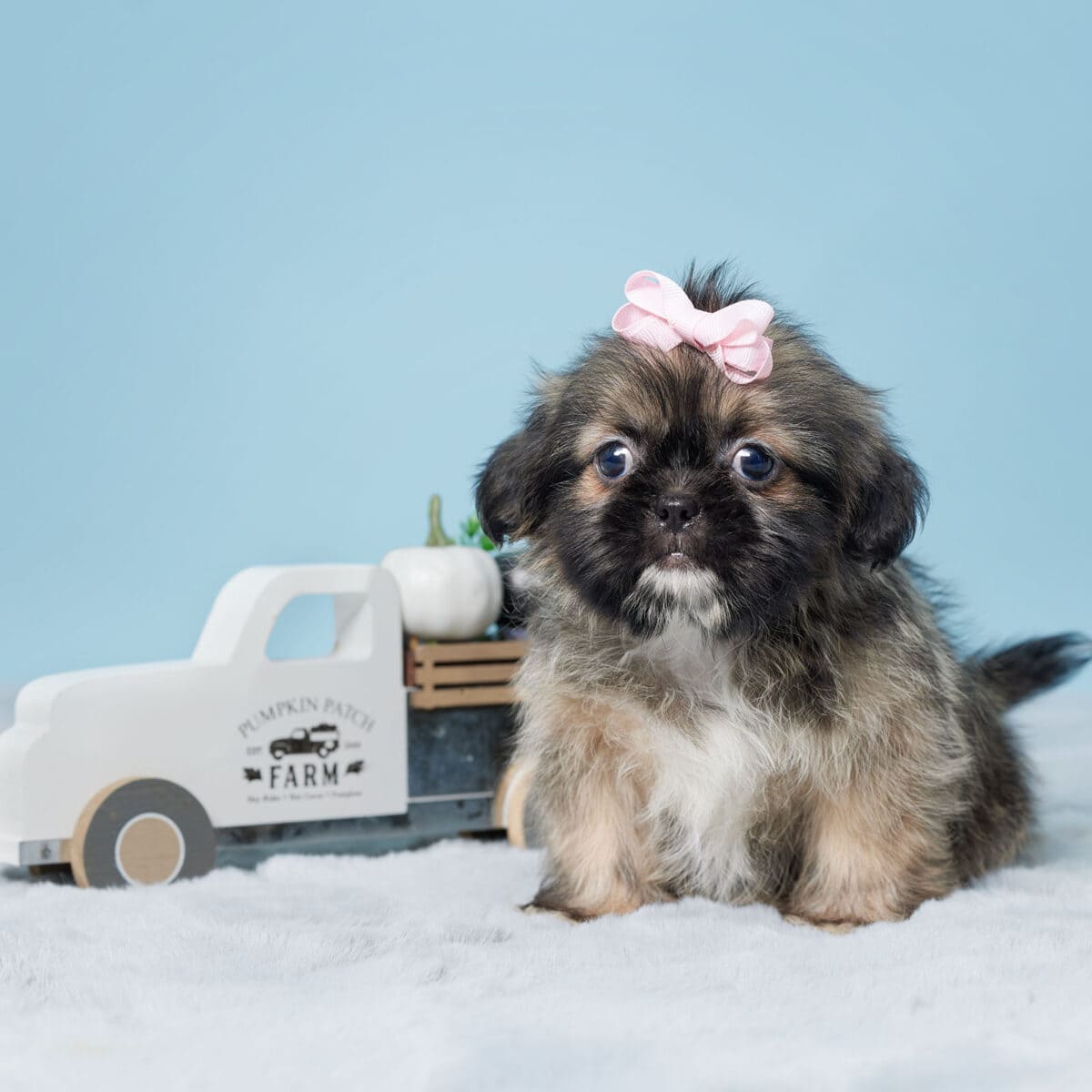 Find Your Perfect Companion at ARK Puppies