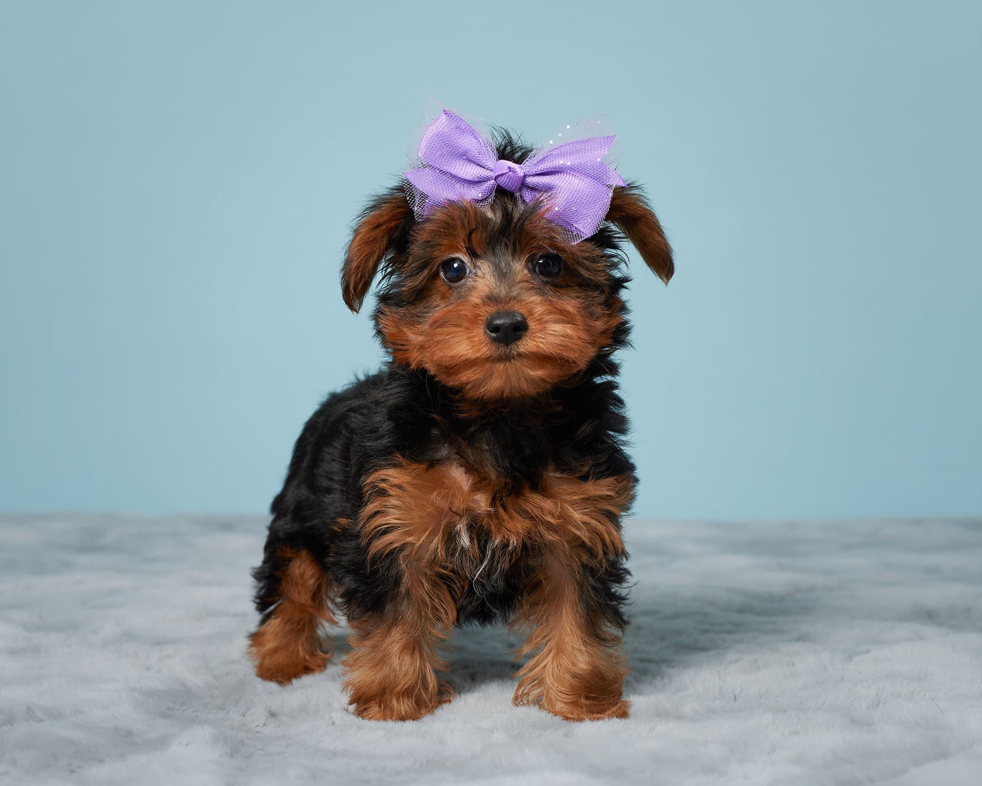 Paisley The Yorkshire Terrier - ARK Puppies