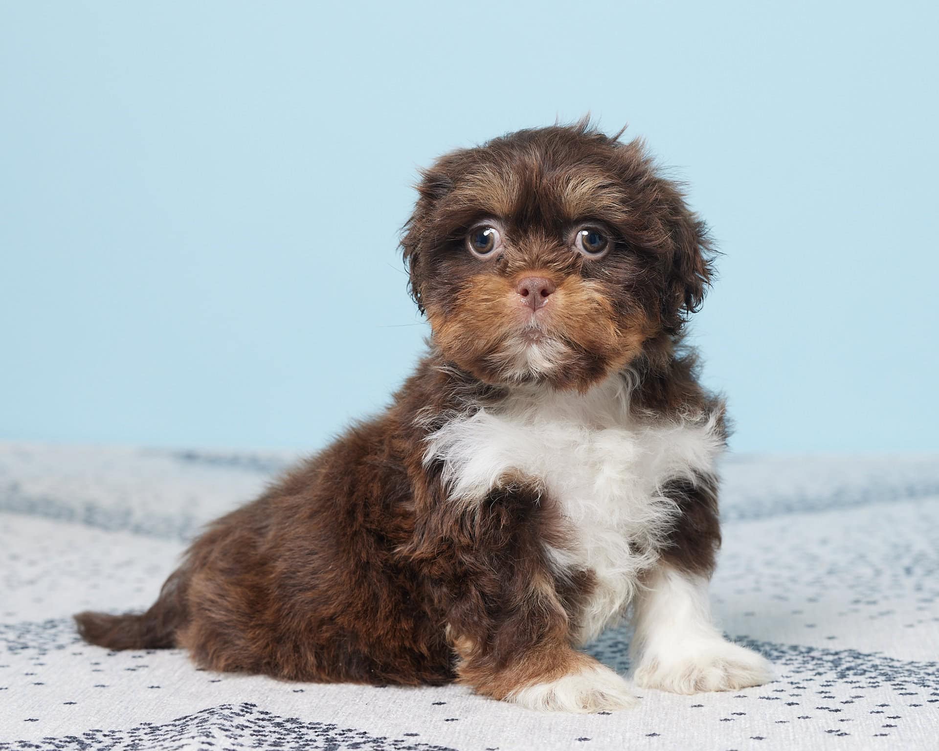 Ozzy The Shihtzu - ARK Puppies